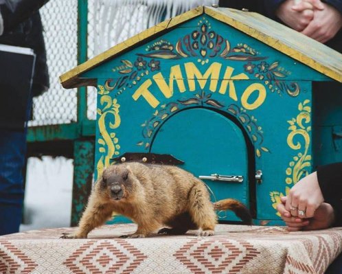 День бабака ‒ коли відзначають свято та як передбачають погоду. Читайте на UKR.NET